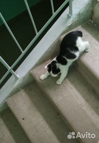Отдам котика подростка, живет в подъезде