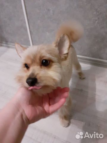 Собачка мальчик 1г 4 мес