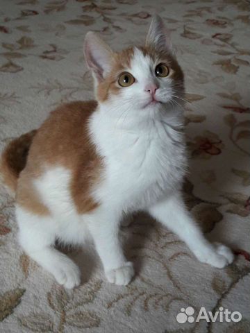 Котёнок Максик