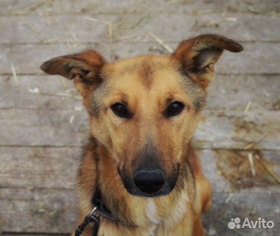 Мухтар в добрые руки