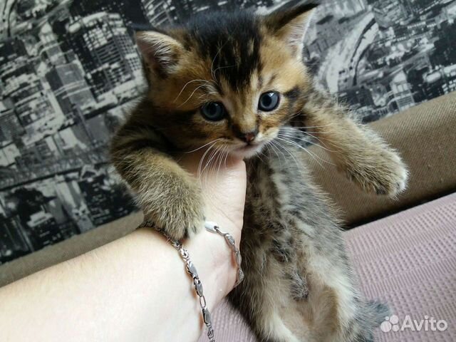 Золотая британская шиншила,британка