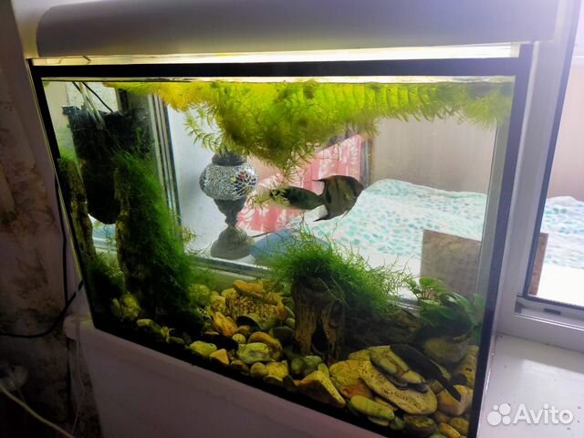 Аквариум с оборудыванием и рыбками 120 л