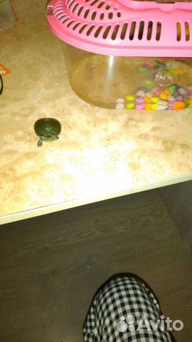 Краснаухая черепашка