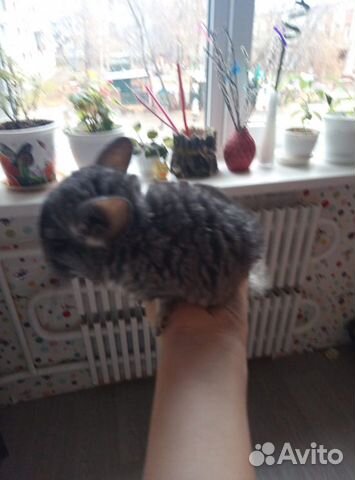 Шиншиллы мальчики