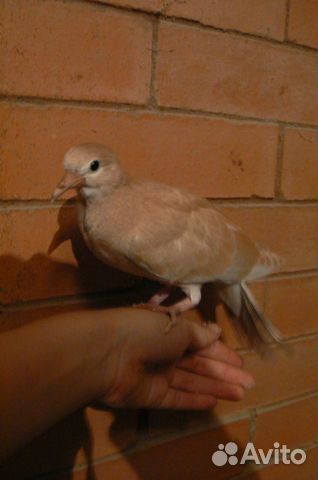 Смеющиеся горлицы