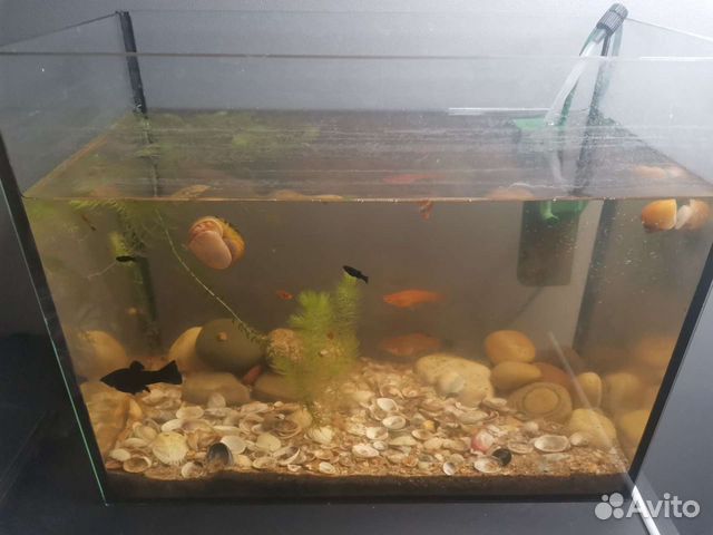 Аквариум Рыбы