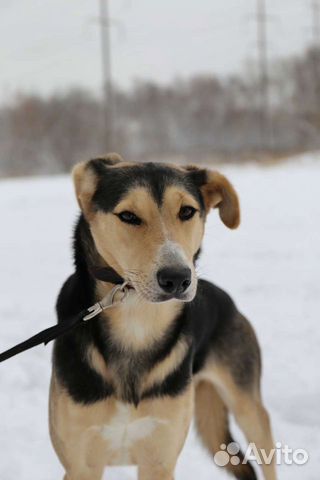 Собака Эмма из приюта в дар