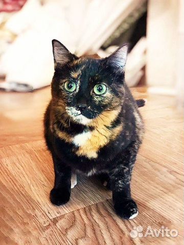 Самая красивая Киса Василиса, 1 год