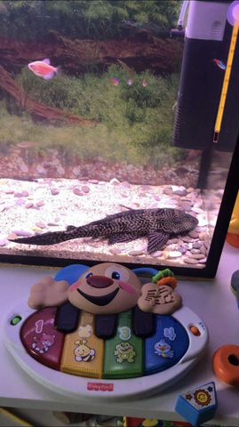 Птеригоплихт сом в аквариум