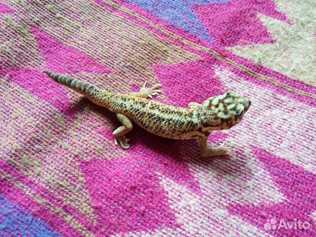 Сцинковые гекконы
