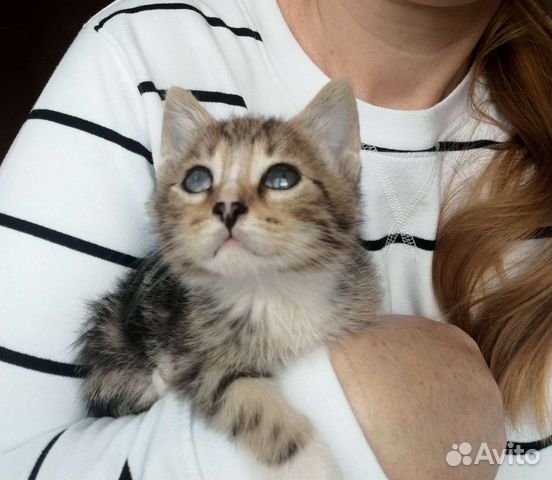 Котёнок мальчик в добрые руки