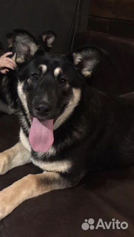 Собаки Восточно европейские овчарки