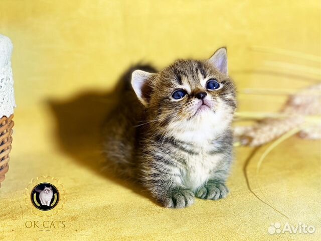 Манчкин на суперкоротких лапках из Питомника