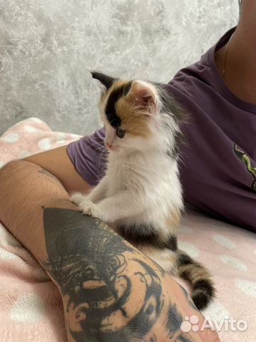 Котята ищут заботливых хозяев