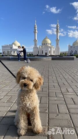 Той-пудель вязка