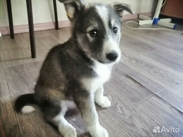 Отдам в хорошие руки бесплатно