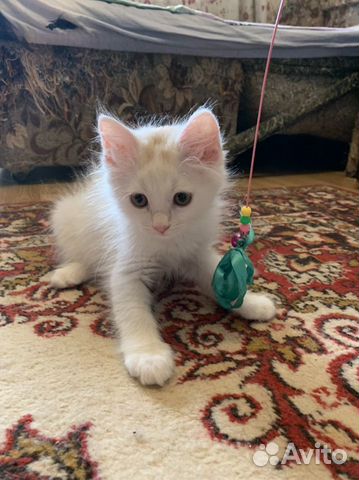 Котенок мальчик Турецкая ангора