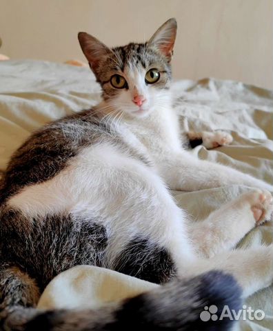 Афина ищет дом