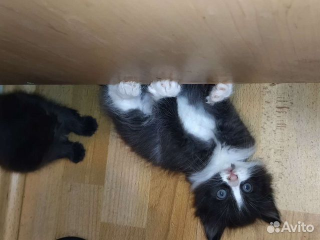 Котенок 1 месяц мальчик