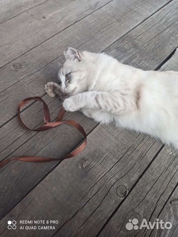 Кошки