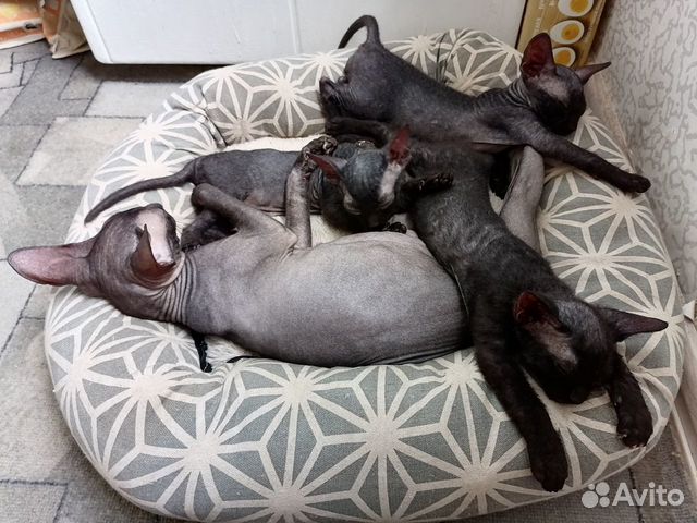 Сфинкс черный. Котята