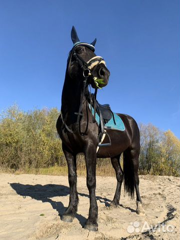 Лошадь хобби-класс