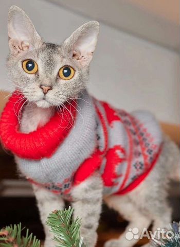 Кошечка Фиби осталась без дома