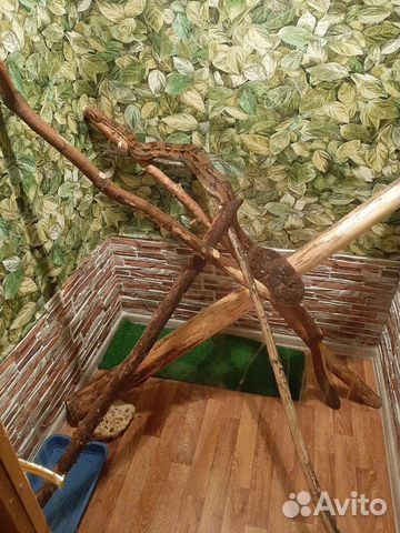 Удав самка вязка