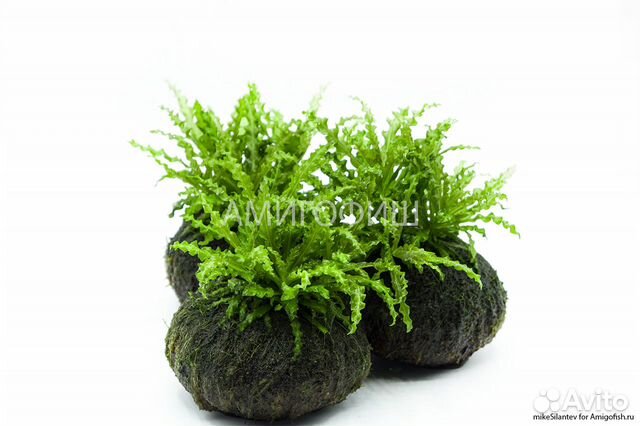 Погостемон хелфери на вабикусе