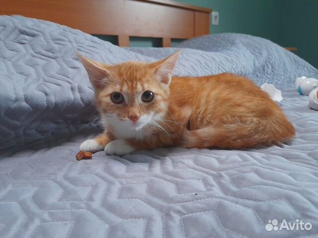 Александр – огненно-рыжий скромняга