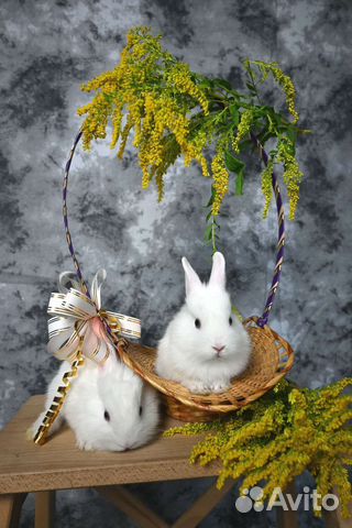 Декоративные кролики-малыши