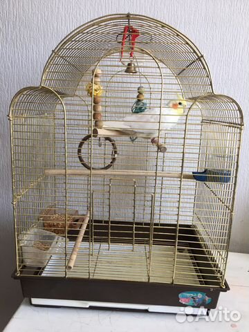Попугай корелла говорящий с клеткой