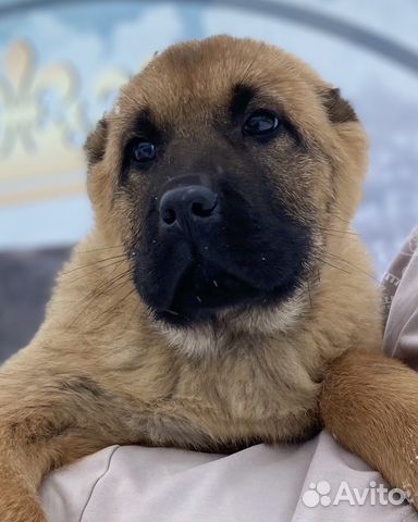 Кангал (кангальская овчарка) сука