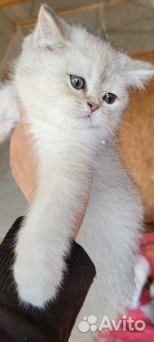 Серебристая кошечка