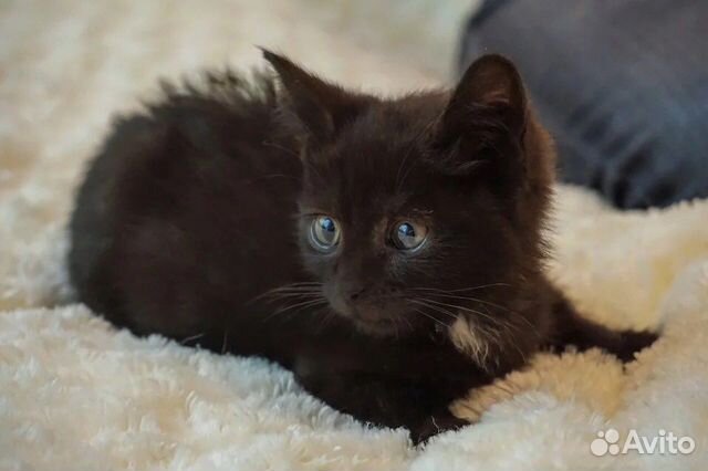Котенок