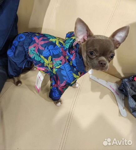 Вязка чихуахуа кобби