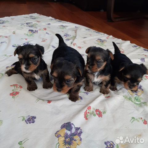 Йоркширский терьер