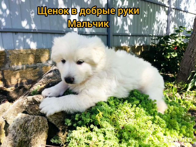 Щенок белый