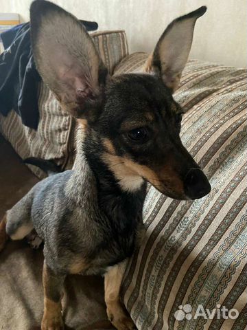 Метис джек рассел терьера