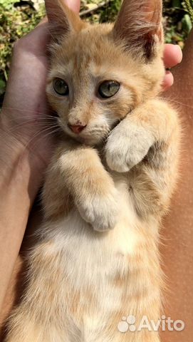 Рыжий котенок в добрые руки