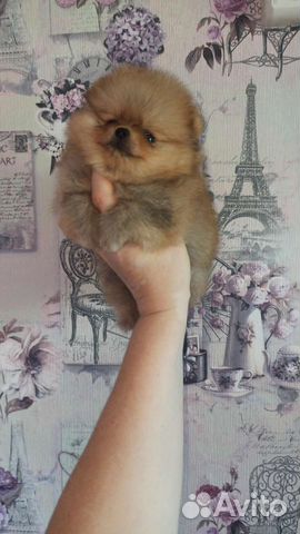 Померанский шпиц мини