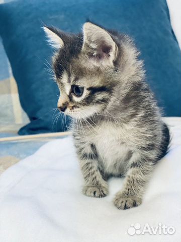 Чудо которебенок ищет мампап