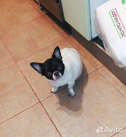 Чихуахуа красивая взрослая собачка
