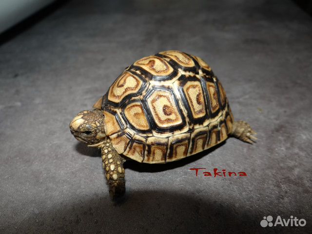 Черепаха сухопутная