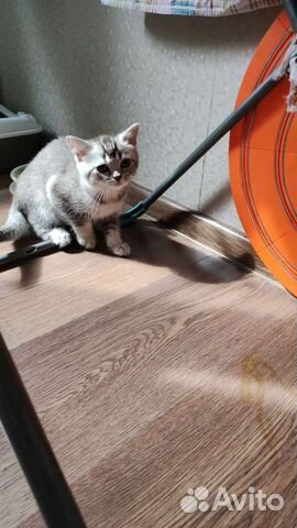 Шотландский котенок