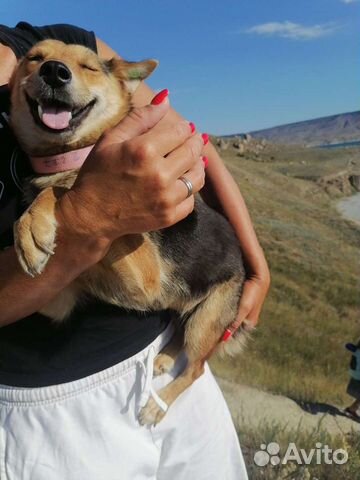 Маленькая собака в добрые руки