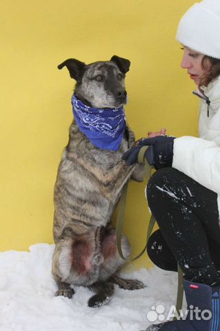 Тайгера никто не забирает из приюта