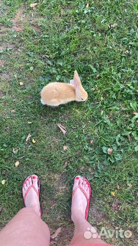 Декоративные кролики в добрые руки