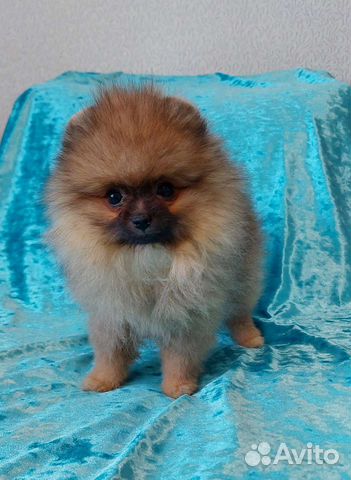 Померанский шпиц мальчик