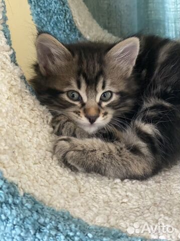 Котёнок курильского бобтейла